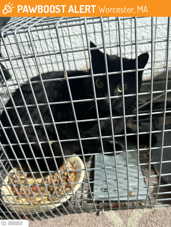 Worcester, MA Stray Cat Found Near Clarence street, Worcester ma | PawBoost