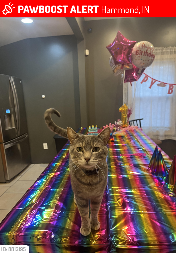 Hammond, IN Lost Male Cat, Winston Is Missing | PawBoost