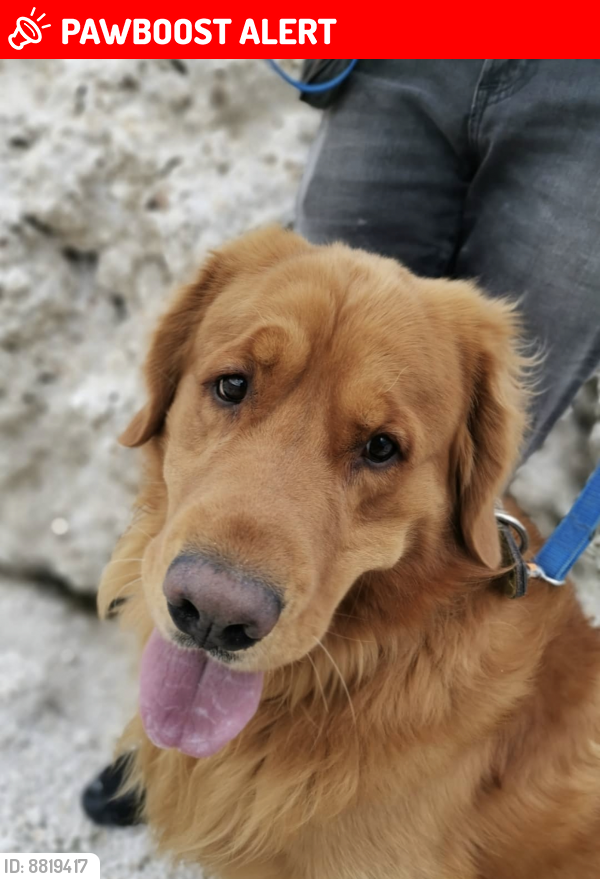 Lost Male Dog in Xalapa-Enríquez, Ver. Named Minos (ID: 8819417) | PawBoost