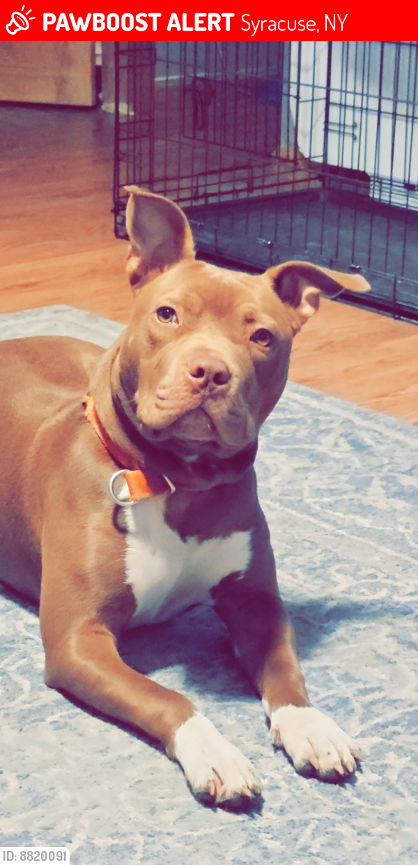 Syracuse, NY Lost Female Dog, Henda Is Missing | PawBoost