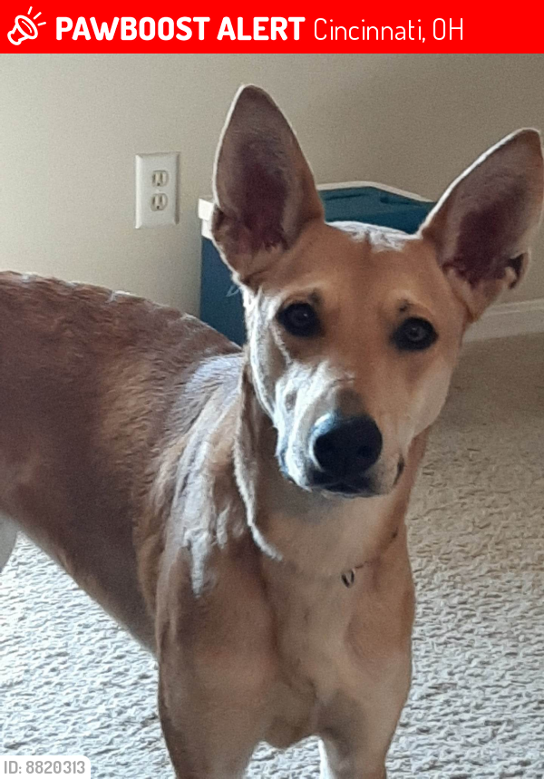 Cincinnati, OH Lost Female Dog, Moxie Is Missing | PawBoost