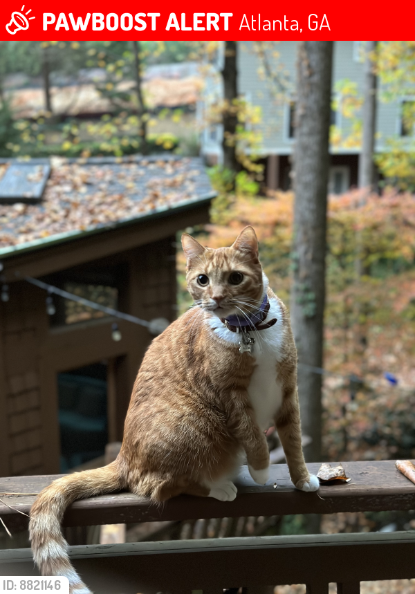 Lost Male Cat in Atlanta, GA 30342 Named Loki (ID: 8821146) | PawBoost