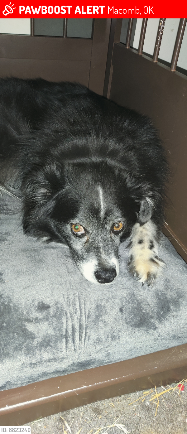 Macomb, OK Lost Male Dog, Kyro Is Missing | PawBoost