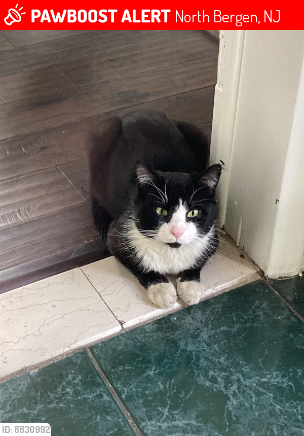 Lost Male Cat in North Bergen, NJ 07047 Named Oreo (ID: 8830992) | PawBoost