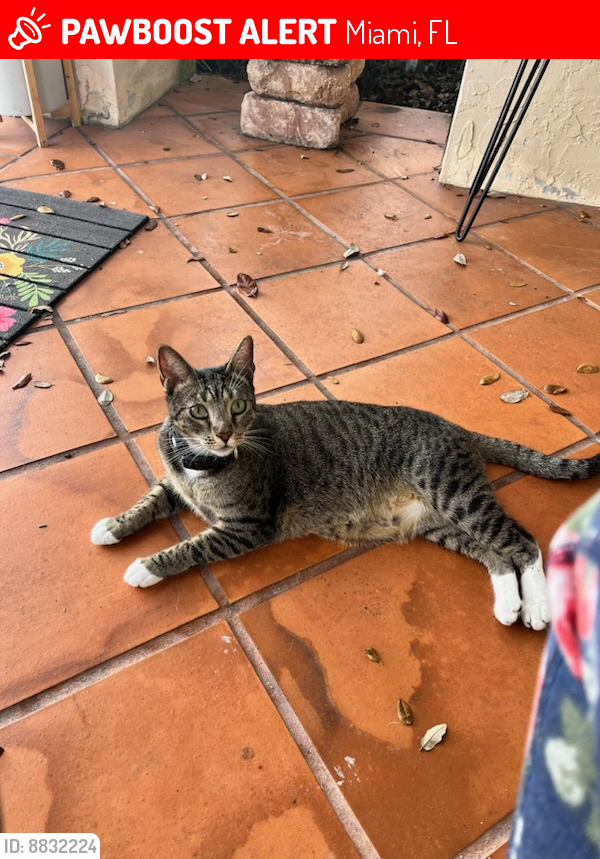 Miami, FL Lost Female Cat, Gracie Is Missing | PawBoost