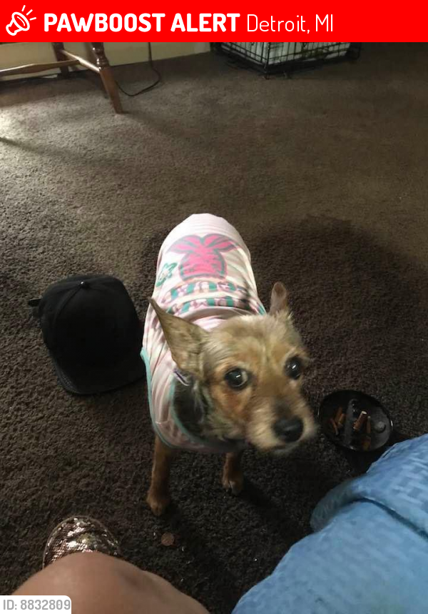 Detroit, MI Lost Female Dog, Lily Shorts Is Missing | PawBoost
