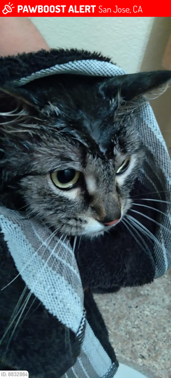San Jose, CA Lost Male Cat, Cholo Is Missing | PawBoost