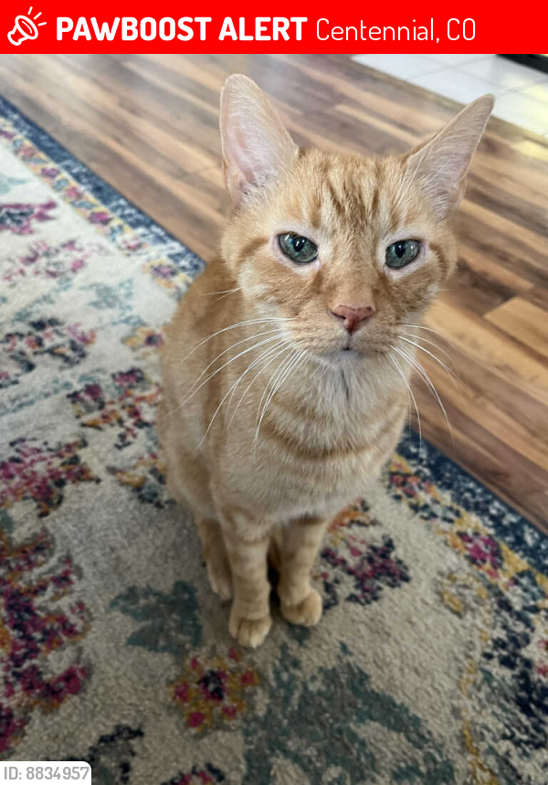 Centennial, CO Lost Male Cat, George Is Missing | PawBoost