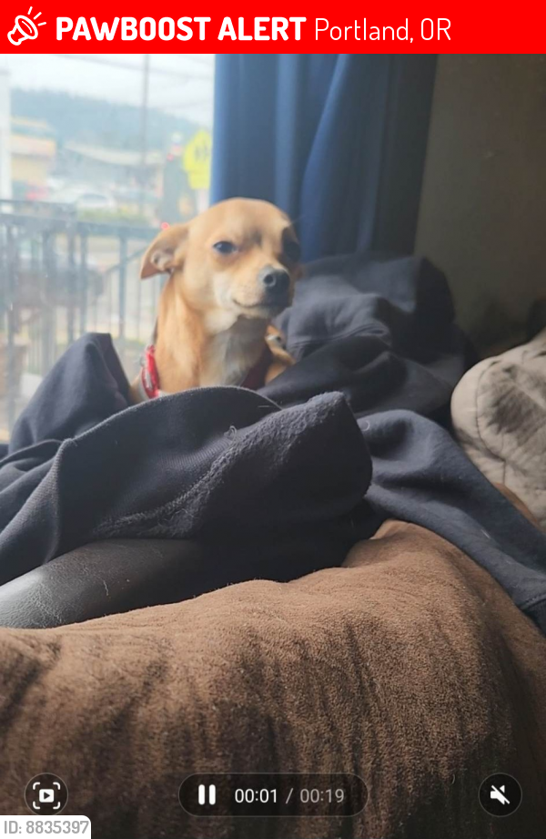 Portland, OR Lost Male Dog, Rusty Is Missing | PawBoost