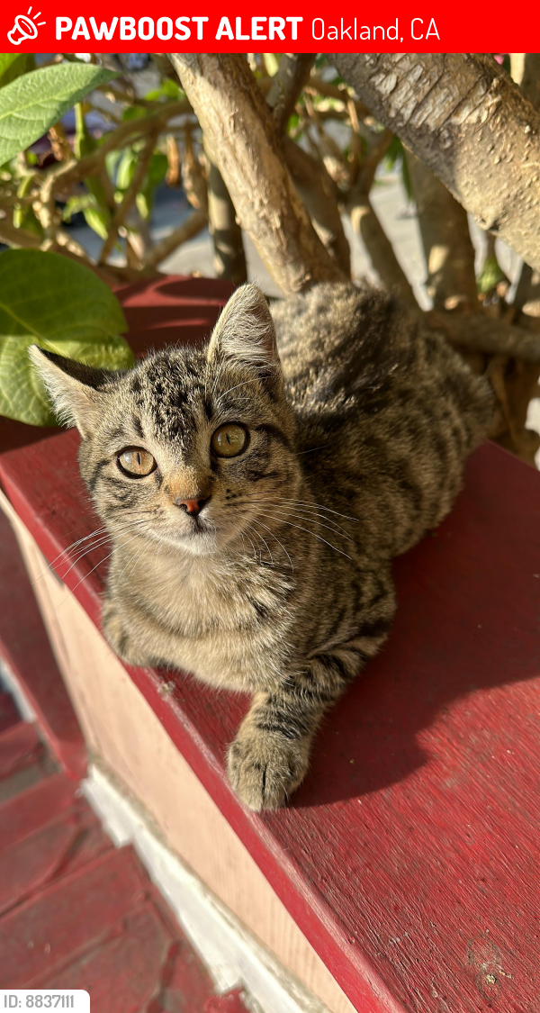 Oakland, CA Lost Male Cat, Bogy Is Missing | PawBoost