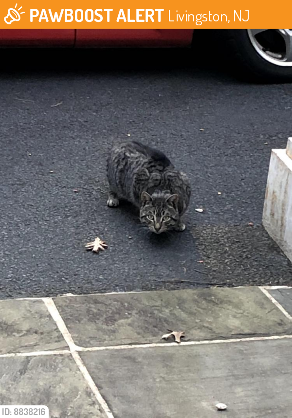 Livingston, NJ Stray Cat Found Near Fordham Rd & Cornell | PawBoost