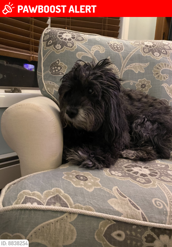 Robbinsville Township, NJ Lost Female Dog, Lulu Is Missing | PawBoost