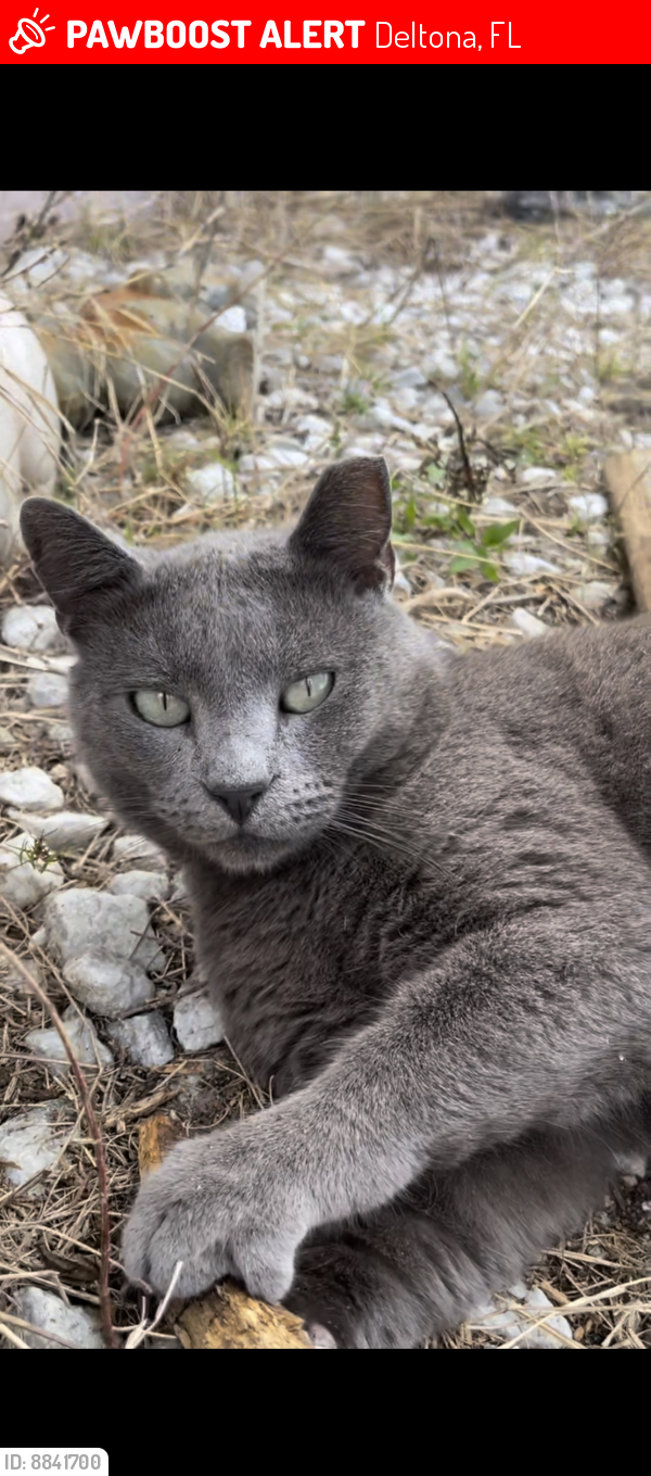 Deltona, FL Lost Male Cat, Grey Cat Is Missing | PawBoost