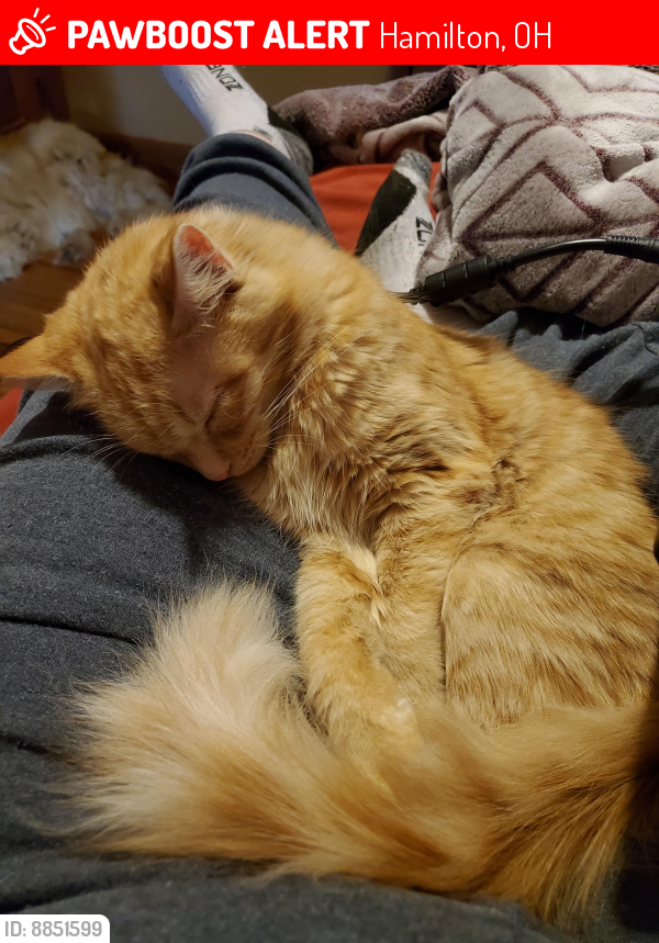 Hamilton, OH Lost Male Cat, Cheeto Hoover Is Missing | PawBoost