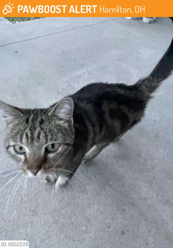 Hamilton, OH Stray Male Cat Found Near Hamilton | PawBoost