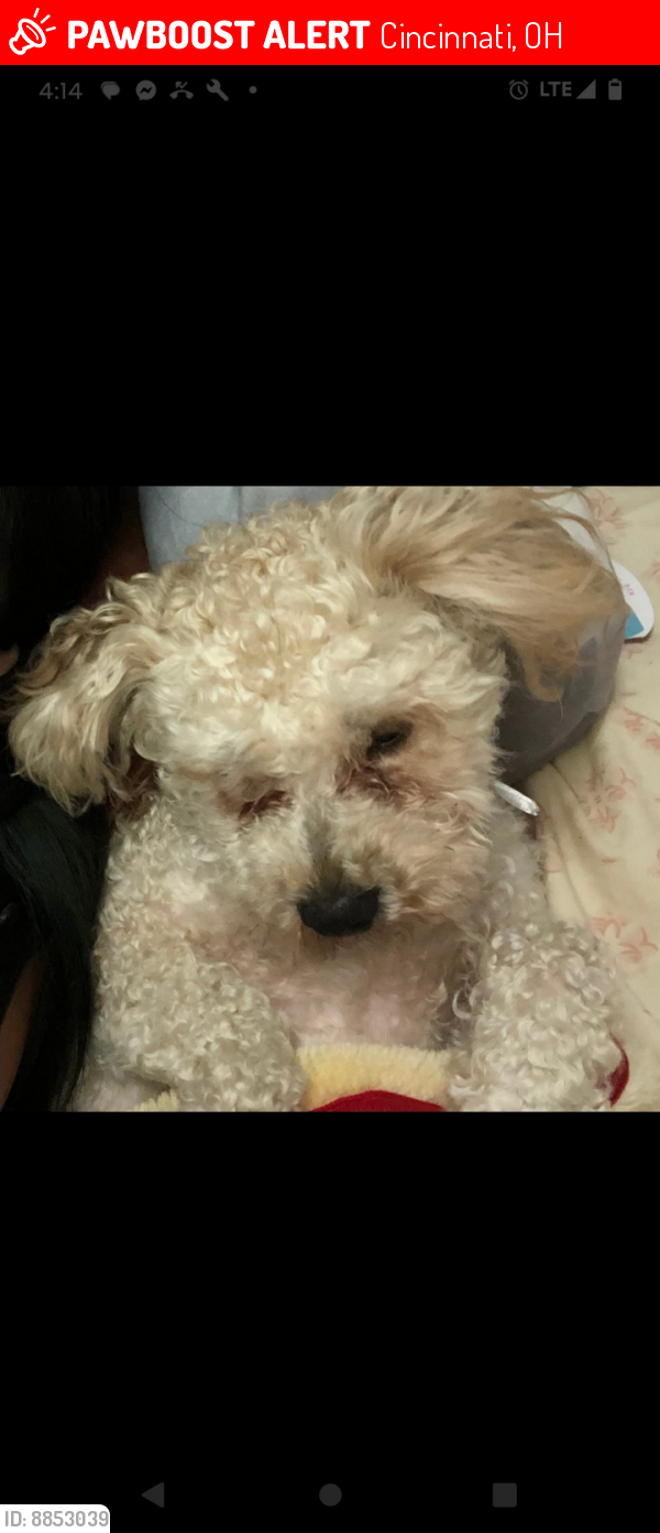 Cincinnati, OH Lost Male Dog, Buddy Is Missing | PawBoost