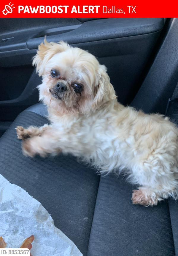 Lost Male Dog in Dallas, TX 75228 Named Ollie (ID: 8853567) | PawBoost