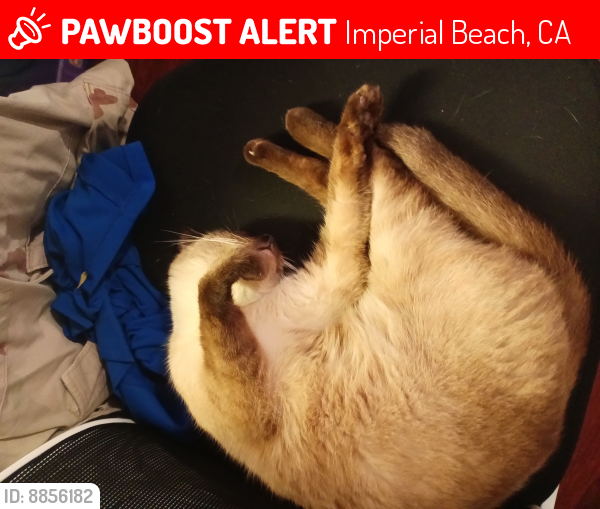 Imperial Beach, CA Lost Male Cat, Zio Is Missing | PawBoost