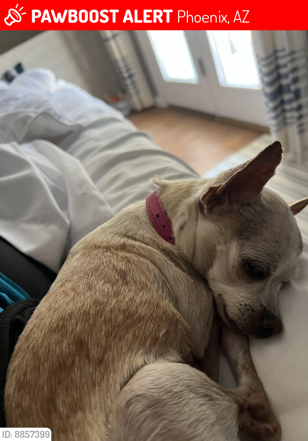 Phoenix, AZ Lost Female Dog, Killer Is Missing | PawBoost