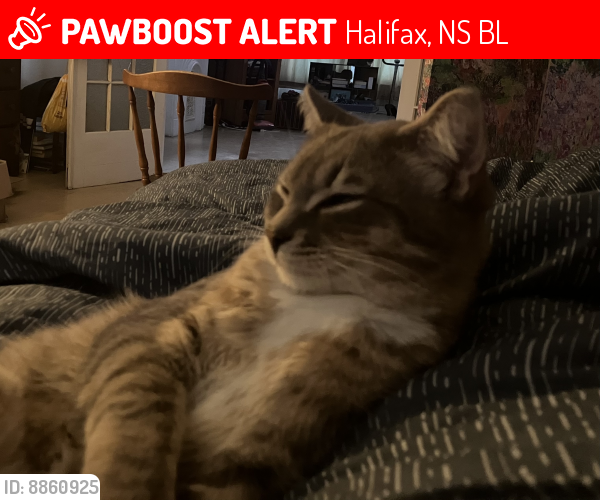 Halifax, NS Lost Male Cat, Little Guy Is Missing | PawBoost