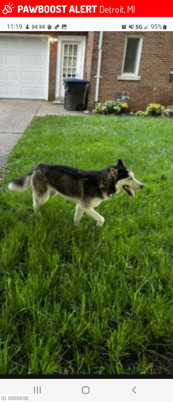 Detroit, MI Lost Female Dog, Glacier Is Missing | PawBoost