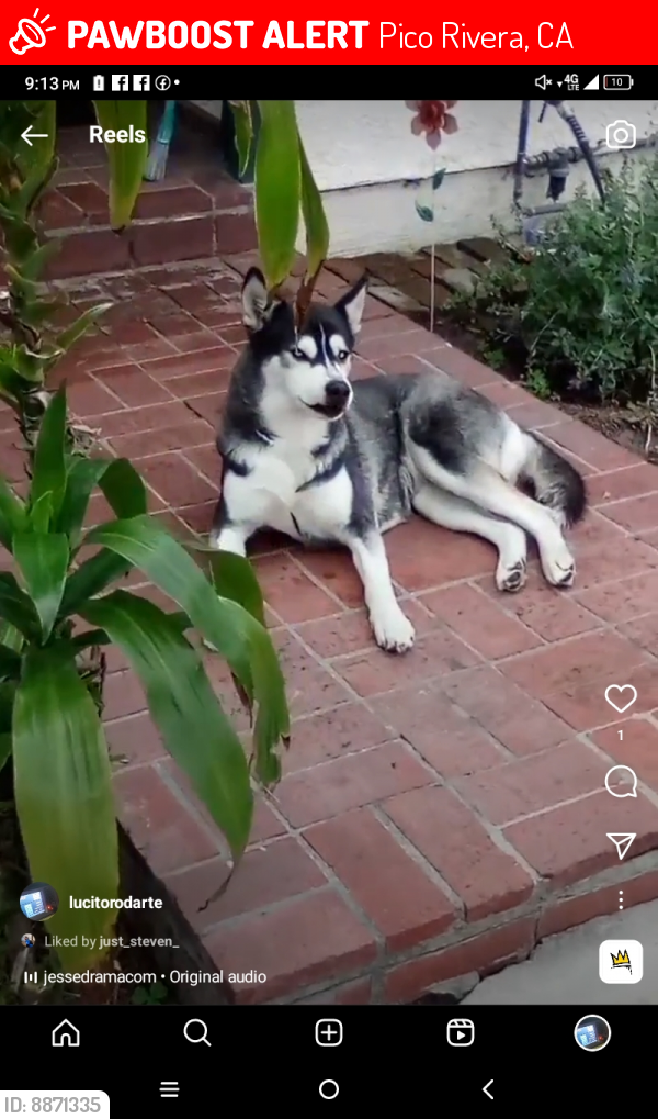 Pico Rivera, CA Lost Female Dog, Princess Is Missing | PawBoost