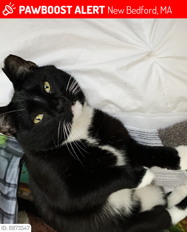 Lost Male Cat in New Bedford, MA 02740 Named Oreo (ID: 8873547) | PawBoost
