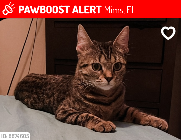 Mims, FL Lost Female Cat, Mia Is Missing | PawBoost