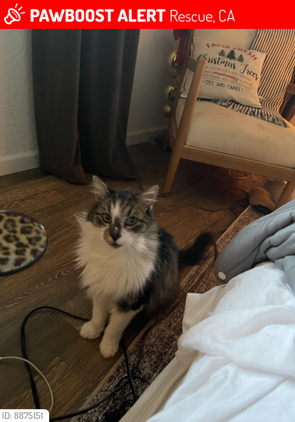 Rescue, CA Lost Male Cat, Boots Cooper Is Missing | PawBoost