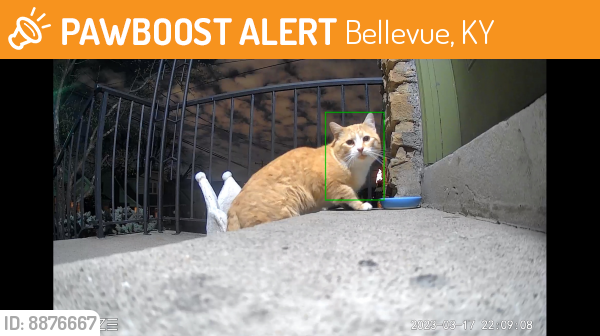Bellevue, KY Stray Cat Found Near Taylor ave bellevue ky | PawBoost