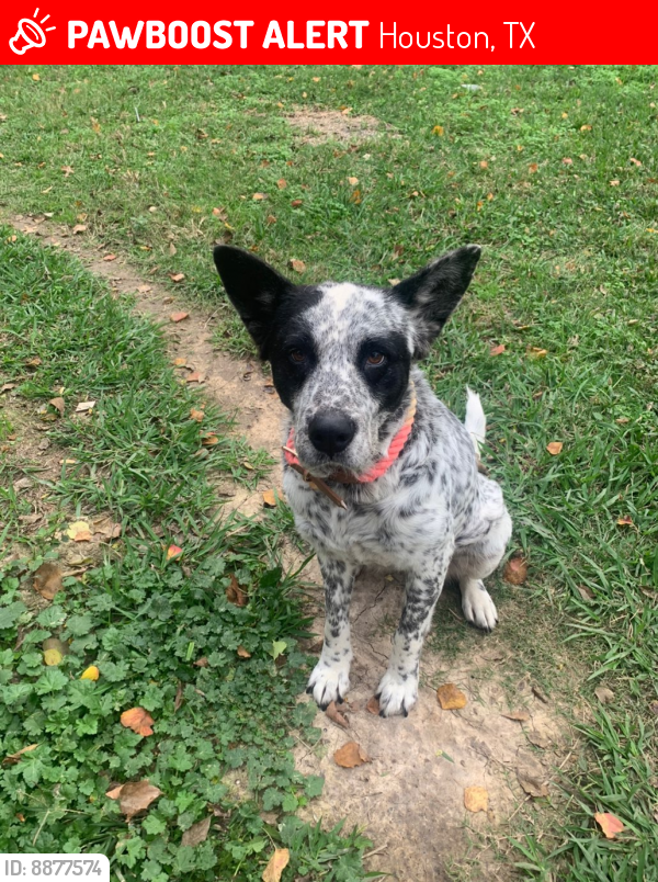 Houston, TX Lost Female Dog, Princess Is Missing | PawBoost