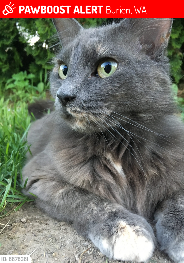Burien, WA Lost Female Cat, Ary Is Missing | PawBoost