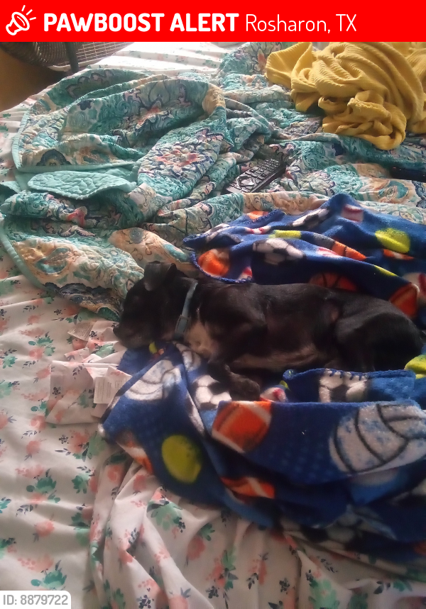 Rosharon, TX Lost Male Dog, Pablo Is Missing | PawBoost