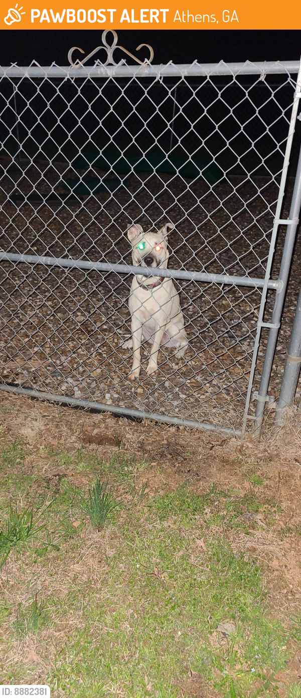 Athens, GA Stray Female Dog Found Near Near Jefferson Rd, Athens, GA ...