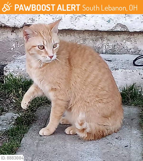 South Lebanon, OH Stray Cat Found Near South Lebanon | PawBoost