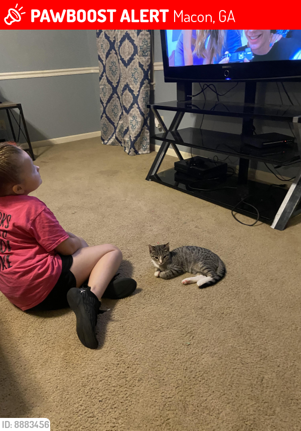 Macon, GA Lost Male Cat, Loki Is Missing | PawBoost