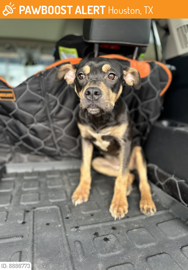 Houston, TX Stray Female Dog Found Near Memorial And Blalock Rd | PawBoost