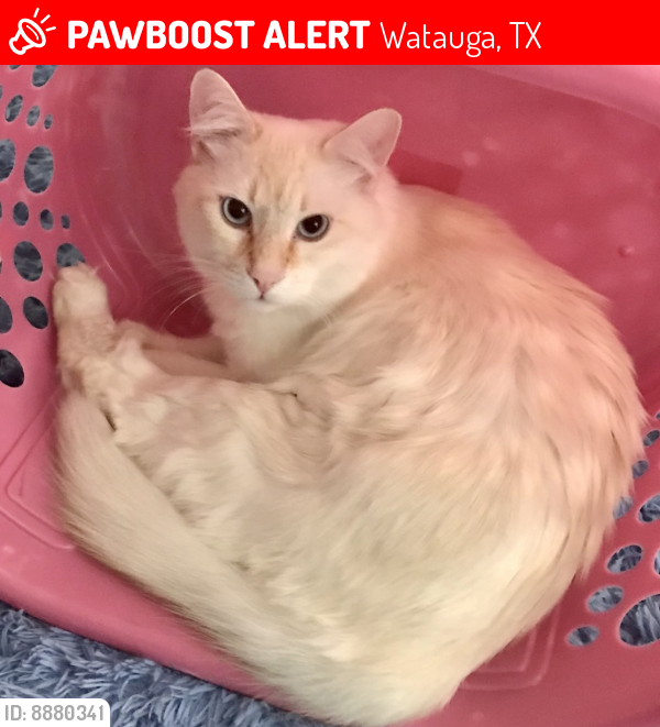 Watauga, TX Lost Male Cat, Swindle Is Missing | PawBoost