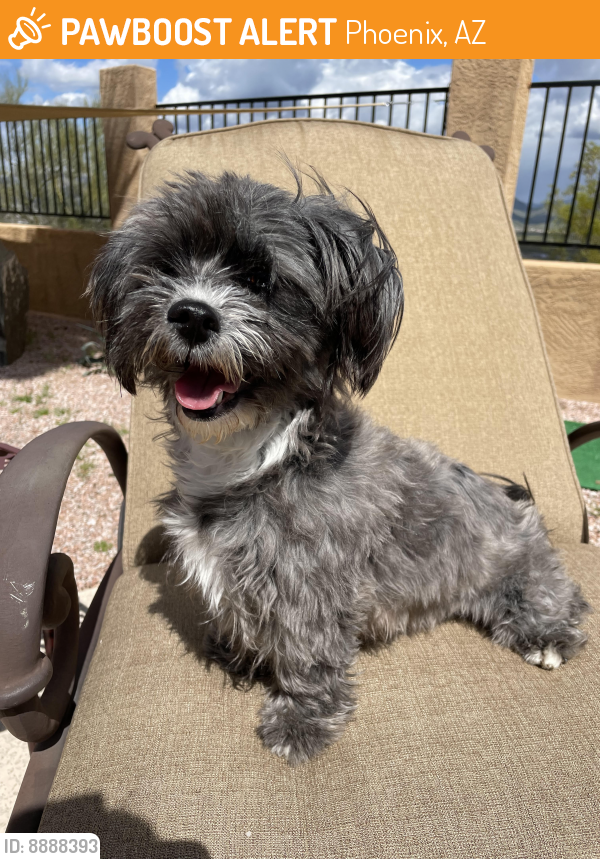 Phoenix, AZ Stray Female Dog Found Near Frys at 3246 E Bell Rd | PawBoost