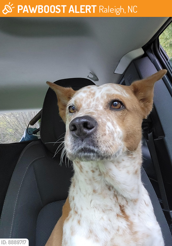 Raleigh, NC Stray Female Dog Found Near Walmart on Glenwood, Raleigh ...