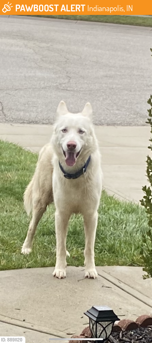 Indianapolis, IN Stray Dog Found Near 21st country club td | PawBoost