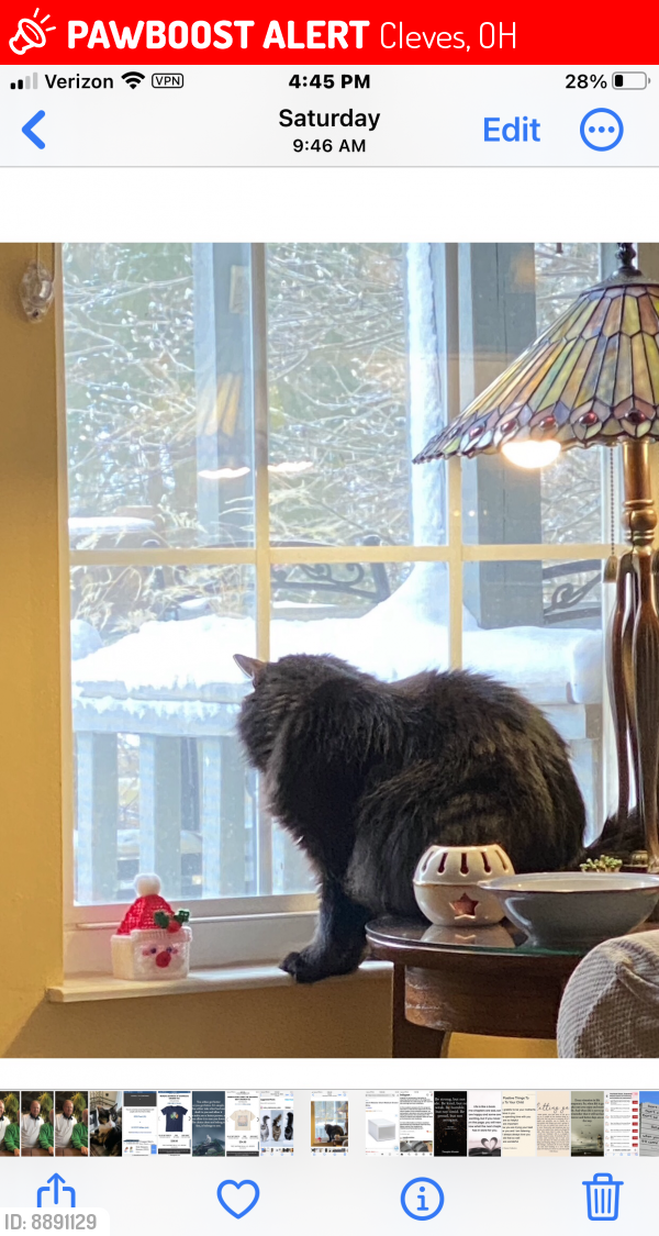 Cleves, OH Lost Male Cat, Eddie Is Missing | PawBoost