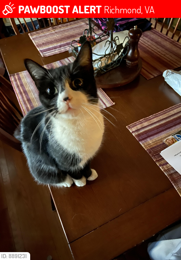 Richmond, VA Lost Female Cat, Kitty Baby Is Missing | PawBoost