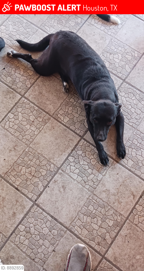 Houston, TX Lost Female Dog, Chiquis Is Missing | PawBoost