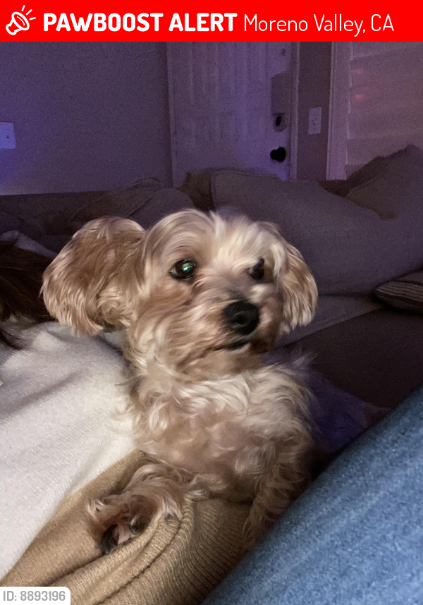 Moreno Valley, CA Lost Male Dog, Harley Is Missing | PawBoost