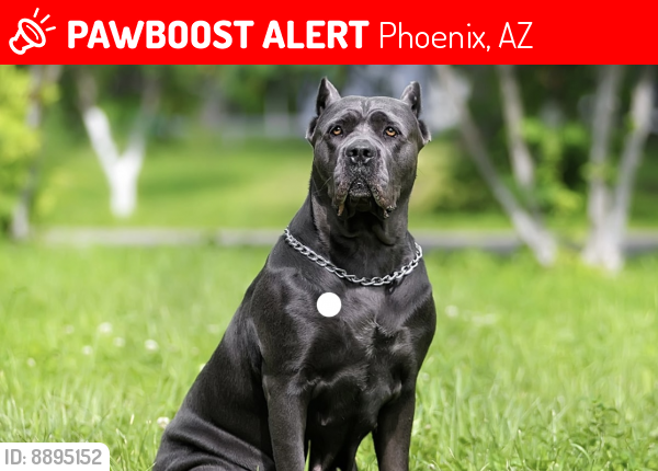 Phoenix, AZ Lost Male Dog, Gabriel F Is Missing | PawBoost