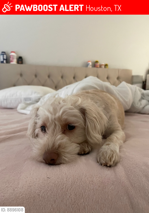 Houston, TX Lost Female Dog, Nangam Is Missing | PawBoost
