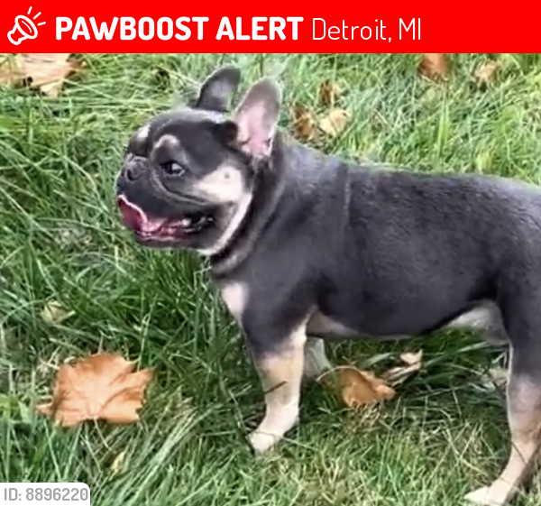 Detroit, MI Lost Male Dog, Desani Is Missing | PawBoost
