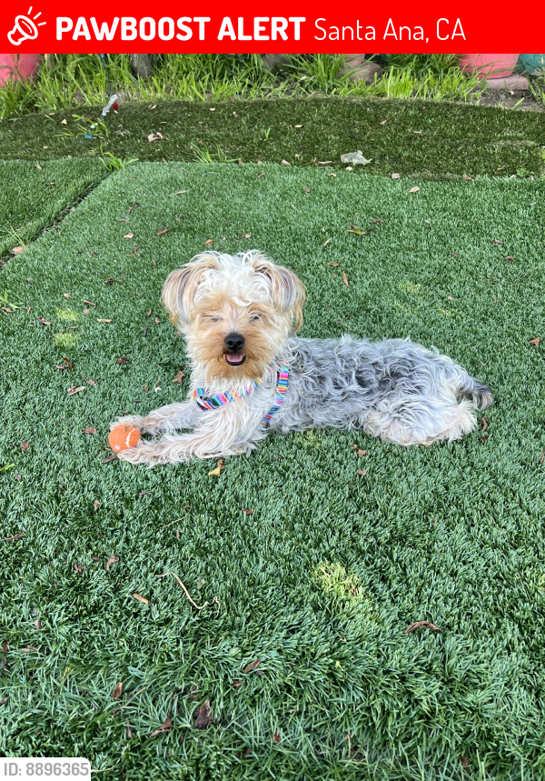 Santa Ana, CA Lost Female Dog, Rosie Is Missing | PawBoost