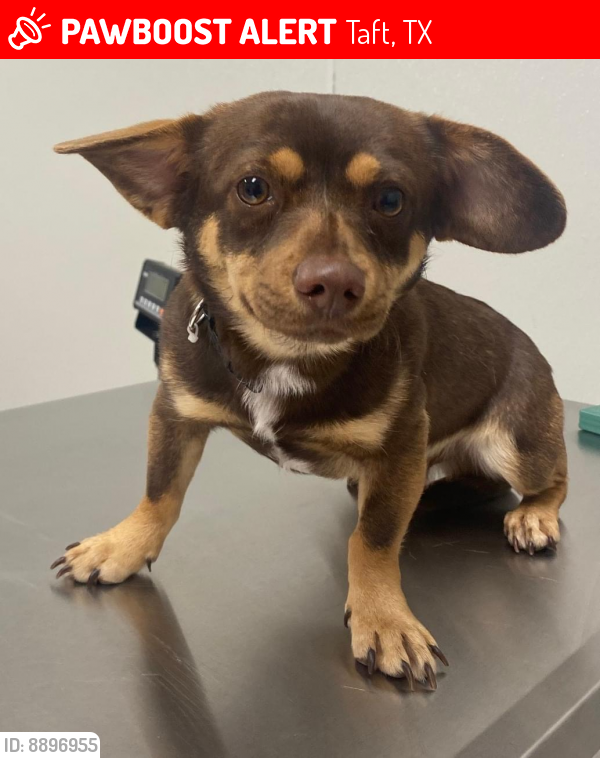 Taft, TX Lost Male Dog, Chase Is Missing | PawBoost